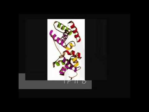 Transcription factor