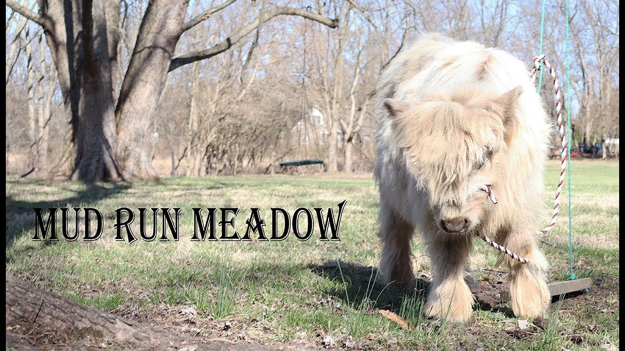 Mini Highland Cow 101 – Everything You Need to Know