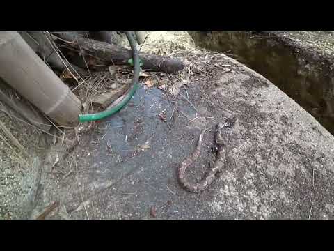 Nature Wonderland; a venomous snake on my premises 20220714