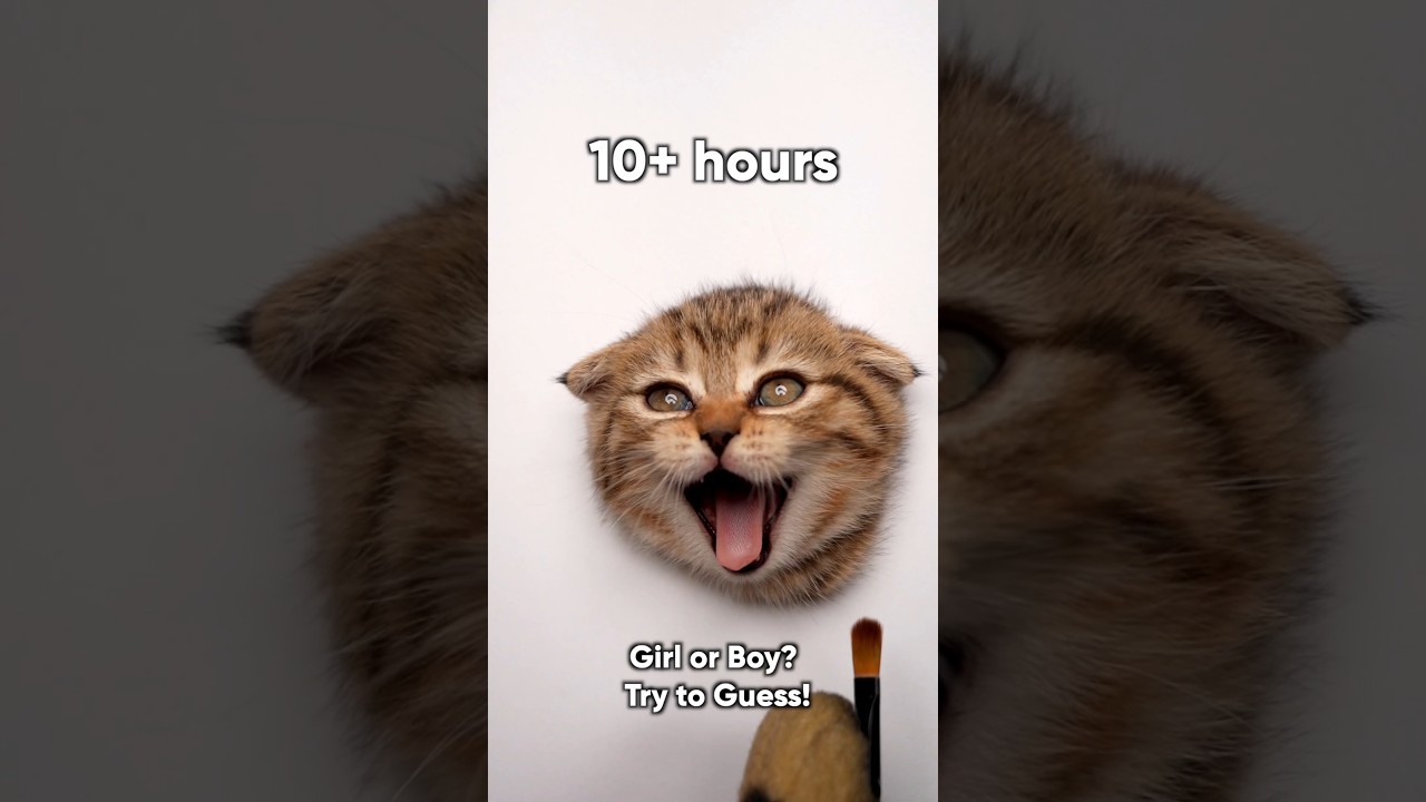 How to Draw a Realistic Kitten Portrait? 🤍 You'll need some paints and...