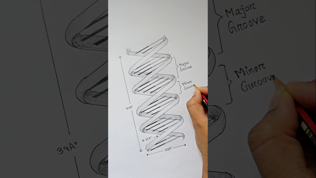DNA structure Diagram Easy #drawing #artist