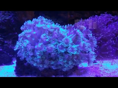 The anemone flower is the most beautiful flower