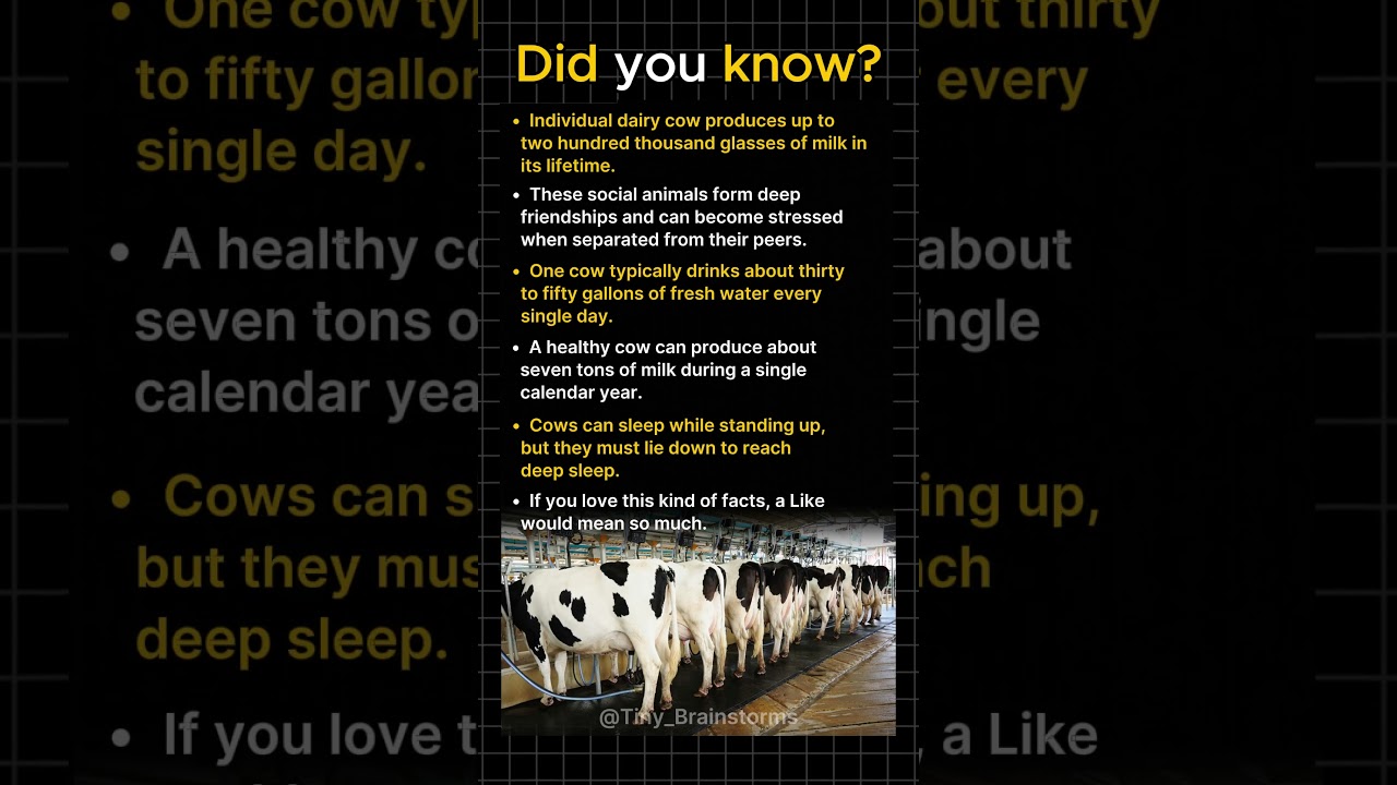 One Cow. 200,000 Glasses. How?