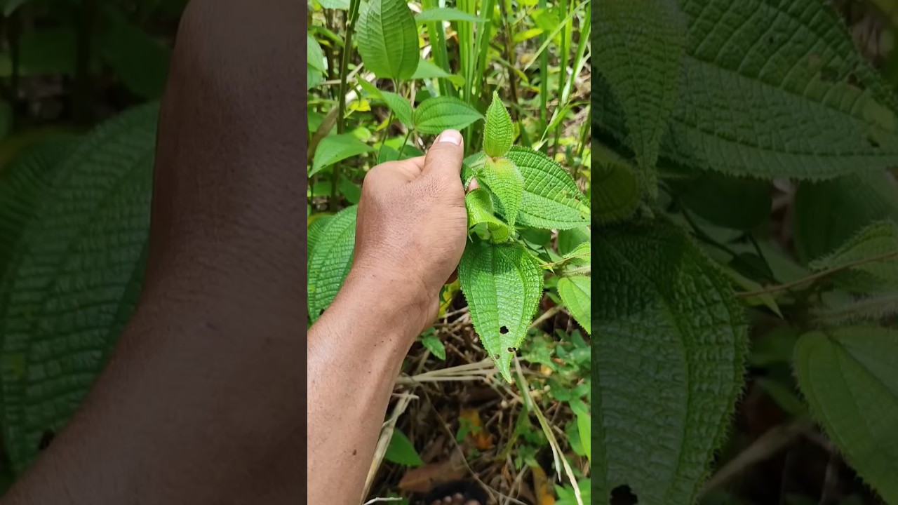 rare and beauty insect #wildlife #phonkmusic #phonk #animals #anyuniqueanimals