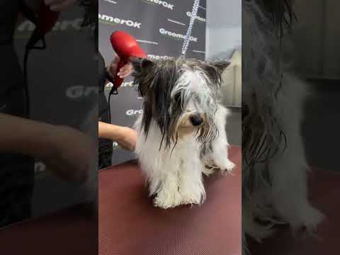 Beautiful York Haircut | Secrets Of Grooming Biewer York