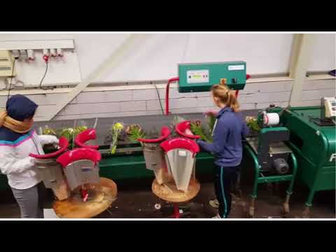 Bunching Machine at Best Price in India