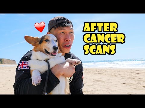 Celebrating My Corgi's Cancer Scan Results || Life After College: Ep. 793