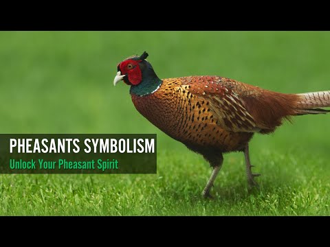 The Pheasant's Plumage: Symbolism and Spirit in Feathers and Flight