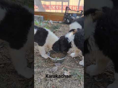 karakachan puppies aggressive power