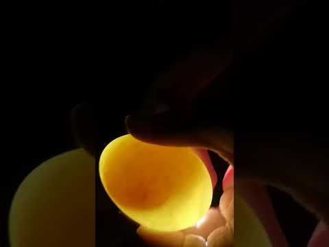 Candling Duck eggs Day 5