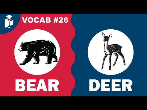 Lesson 26- Beginner | WILD ANIMALS | Vocabulary | BASIC ESL WORKBOOK 2