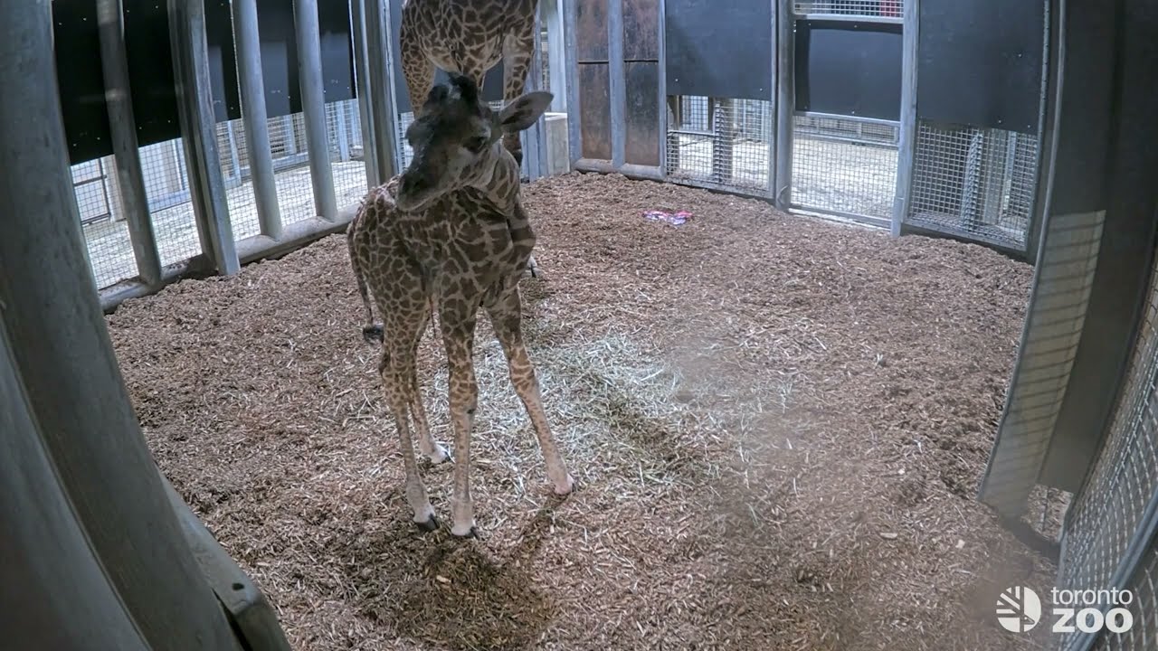 Your Toronto Zoo welcomes a new female Masai Giraffe calf 🍼🦒