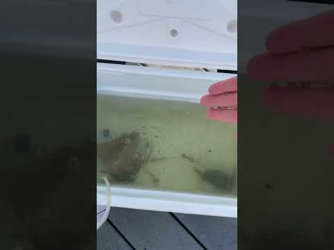 Day 3 minnows in aquarium, feed day￼!!