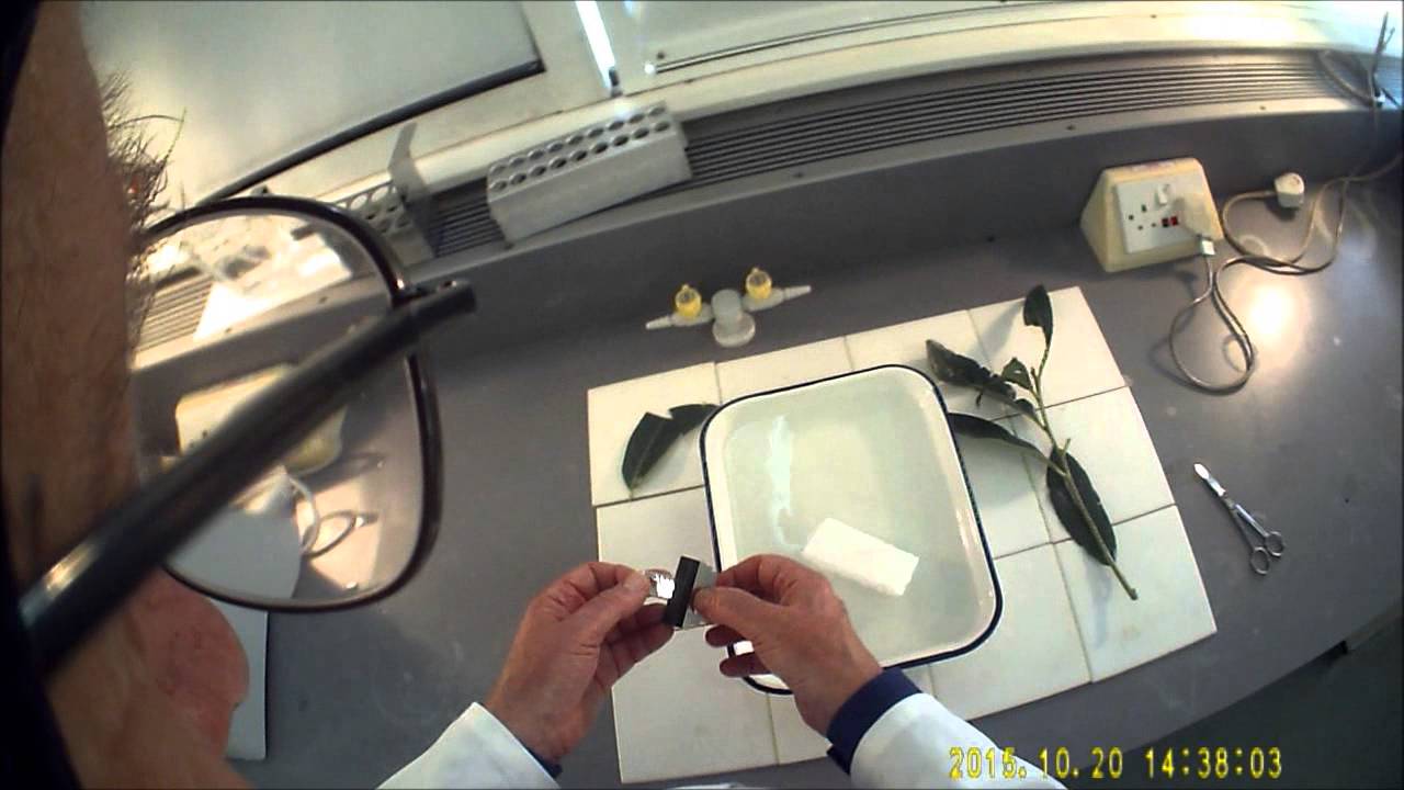 Preparing thin leaf sections-using the Neuberg Slicer