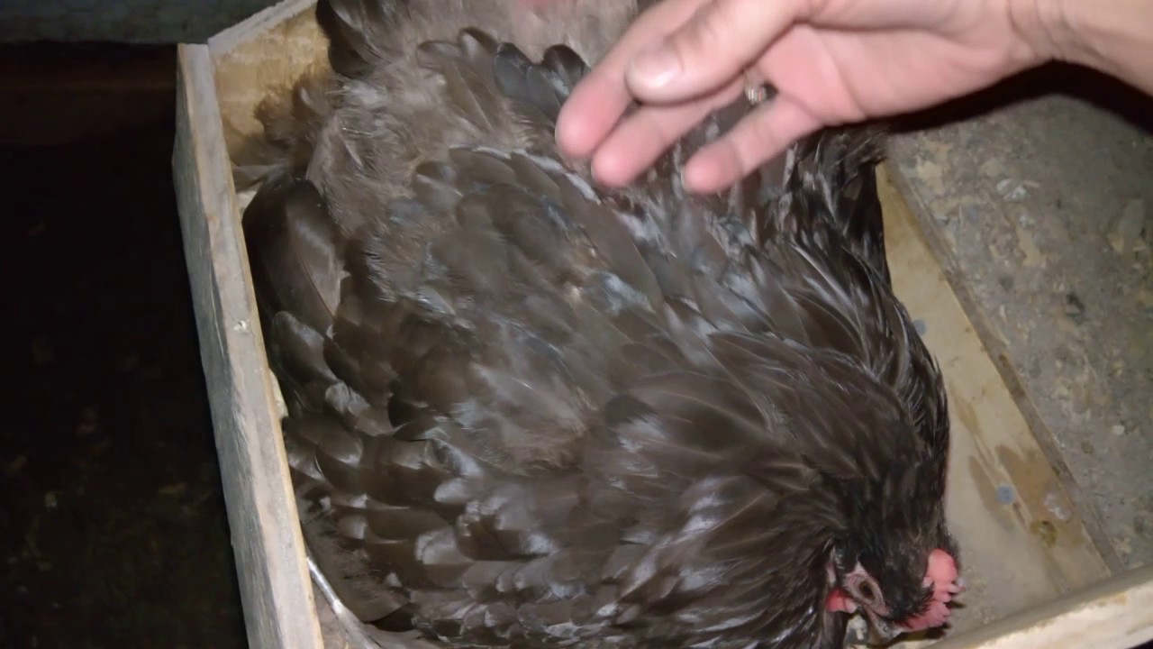 Broody Chocolate Orpington hen