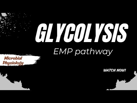 EMP pathway | Glycolysis