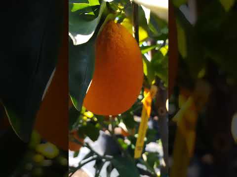 All about Sanguinelli blood oranges
