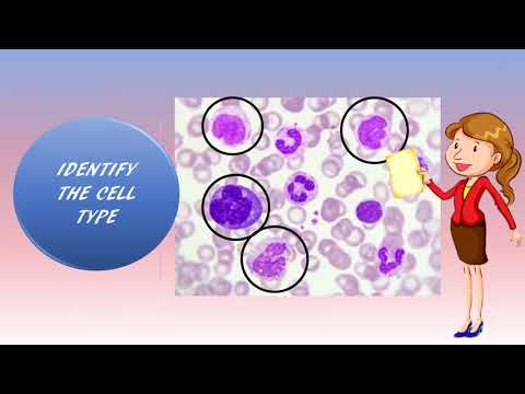 Anatomy Virtual practical exam practice white blood cell slide histology review