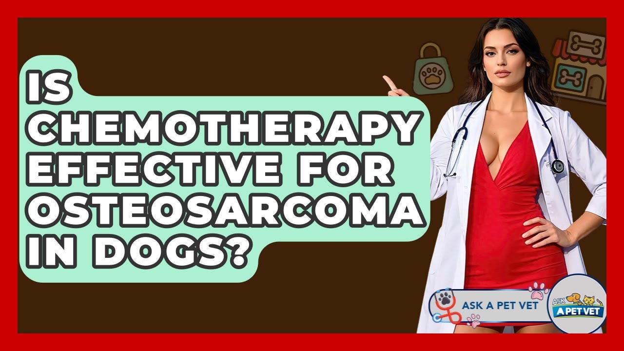 Is Chemotherapy Effective For Osteosarcoma In Dogs? - Ask A Pet Vet