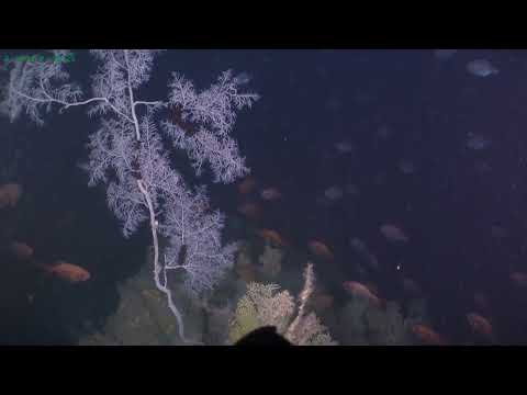 Reefs in the 'middle' light zone along NZ's coast are biodiversity ...