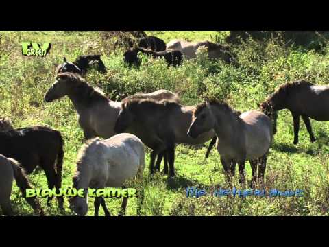 Wild Peers: Koniks herd - mating