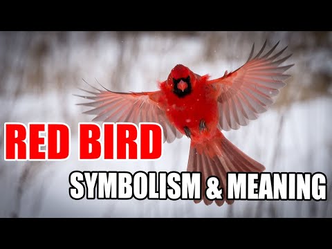 What Does It Mean When You See A Red Bird? - Sign Meaning