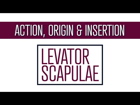 Muscle Action, Origin & Insertion: Quick and Easy Levator Scapulae for the Physical Therapy Student