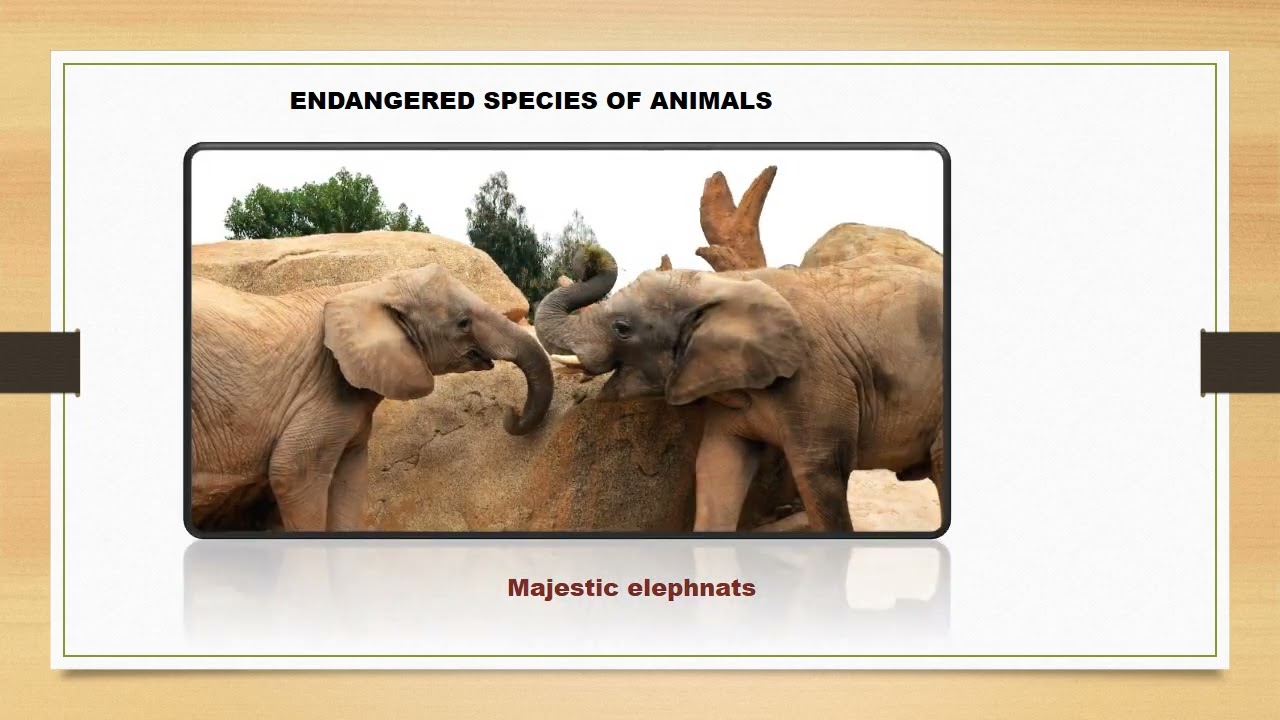 Wildlife|Presentation| PowerPoint| @dodifferent460