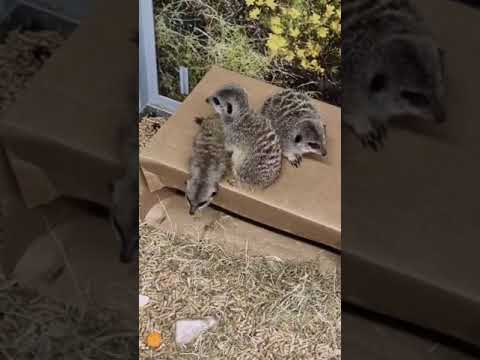 Meerkat at the pet shop ๐ฑ๐ฅน #meerkat #pets #animals