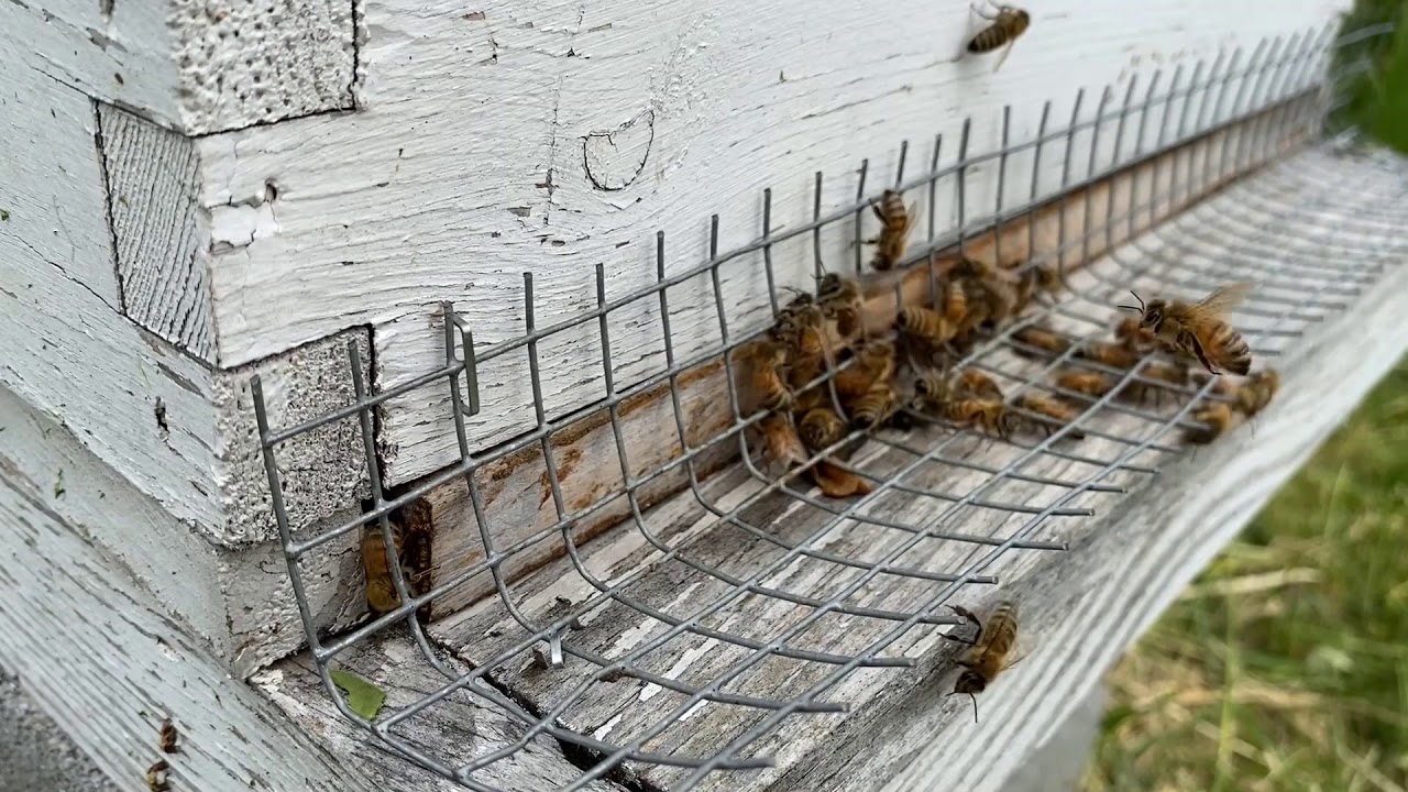 How Do Bees Communicate? Inside the Hive with Dr. Stephanie & the Shenandoah Valley Discovery Museum