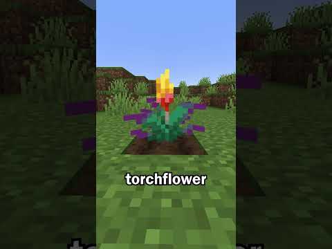New Torchflower Flower in Minecraft
