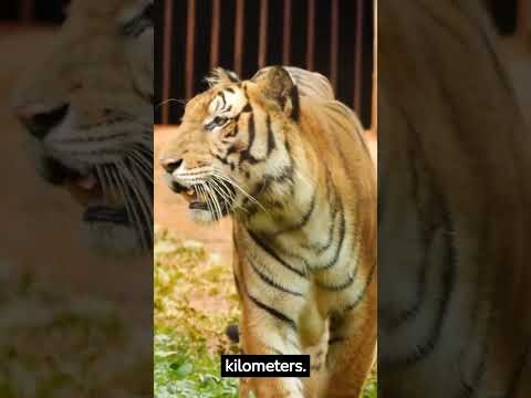 "Tigers: Queens of the Jungle"