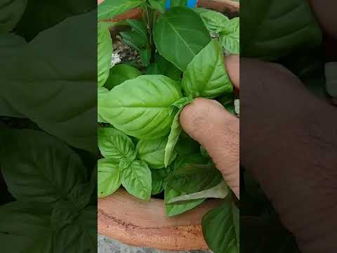 sweet basil leaves. young sweet basil plant. #sweetbasil #vegan #salad