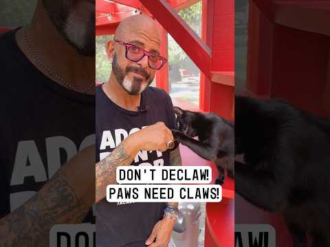 Trimming your cat’s nails doesn’t have to be a battle! @inabachuru #cats #catlife