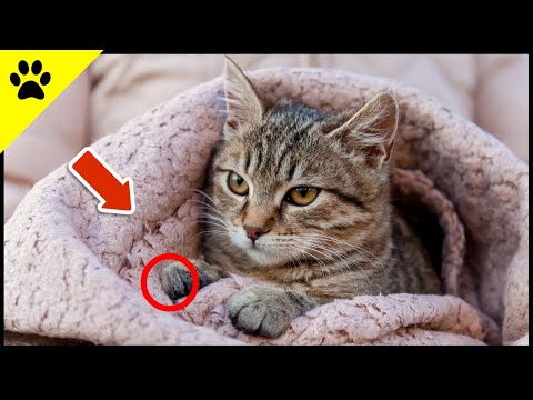 4 Strange (But True!) Reasons Why Cats Like Blankets!