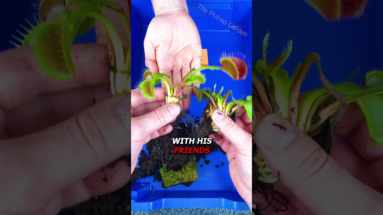 B52   The Most Famous Venus Flytrap