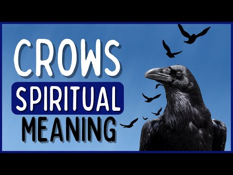 Spiritual Meaning of Crows | CROW SPIRIT ANIMAL MEANING 🖤 | Chasing Solana ☀️💛🌻