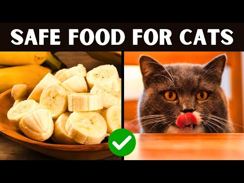10 Human Foods Your CAT Can Eat