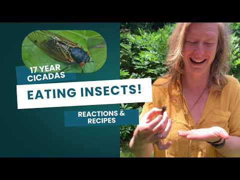 How to Eat Cicadas (Plus Candid Reactions!)