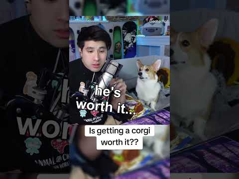 Are Corgis Worth It?? #mycorgi #smallstreamer #corgi