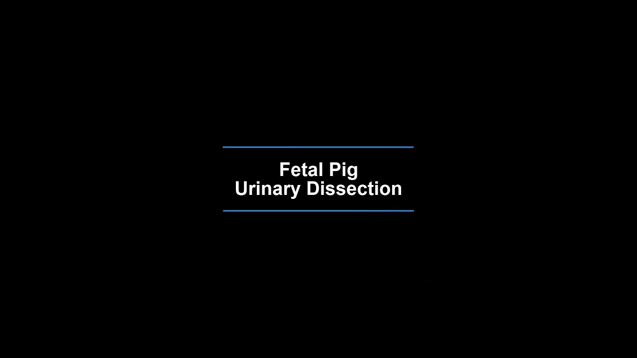 Fetal Pig   Urinary Dissection