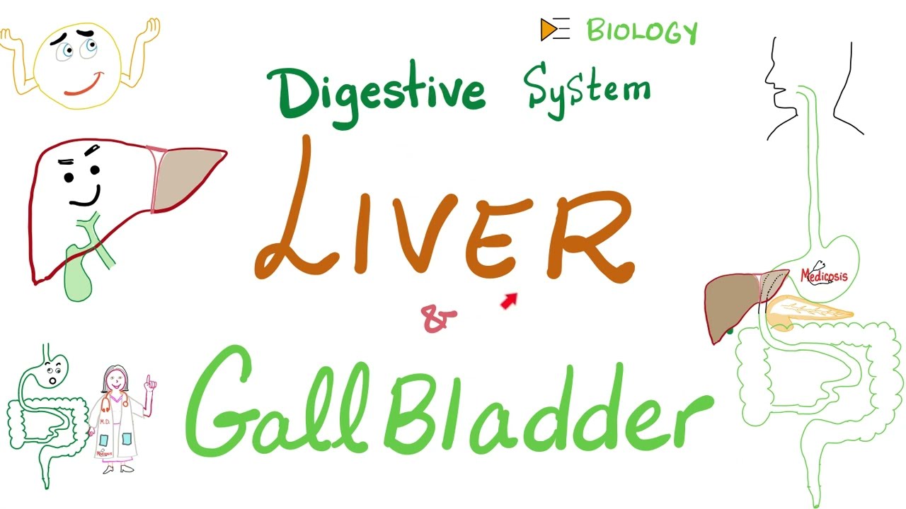 Liver and Gallbladder | Digestive System