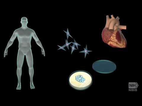 what is tissue engineering