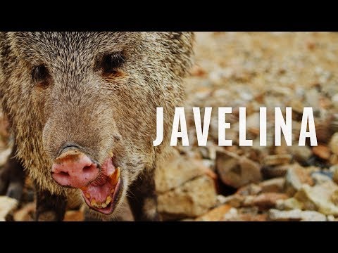 Critter Spotlight - The Javelina