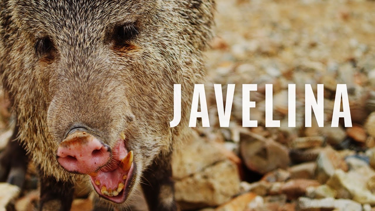 Critter Spotlight - The Javelina