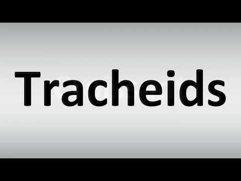 How to Pronounce 'Tracheids'