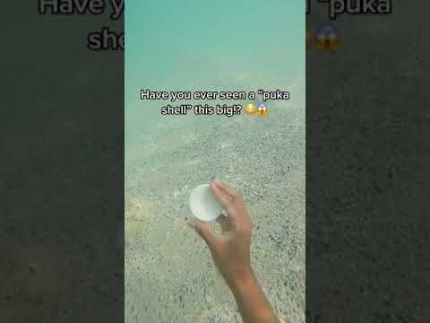 I love finding these big puka shells πβ¨ #beach #diving #shorts
