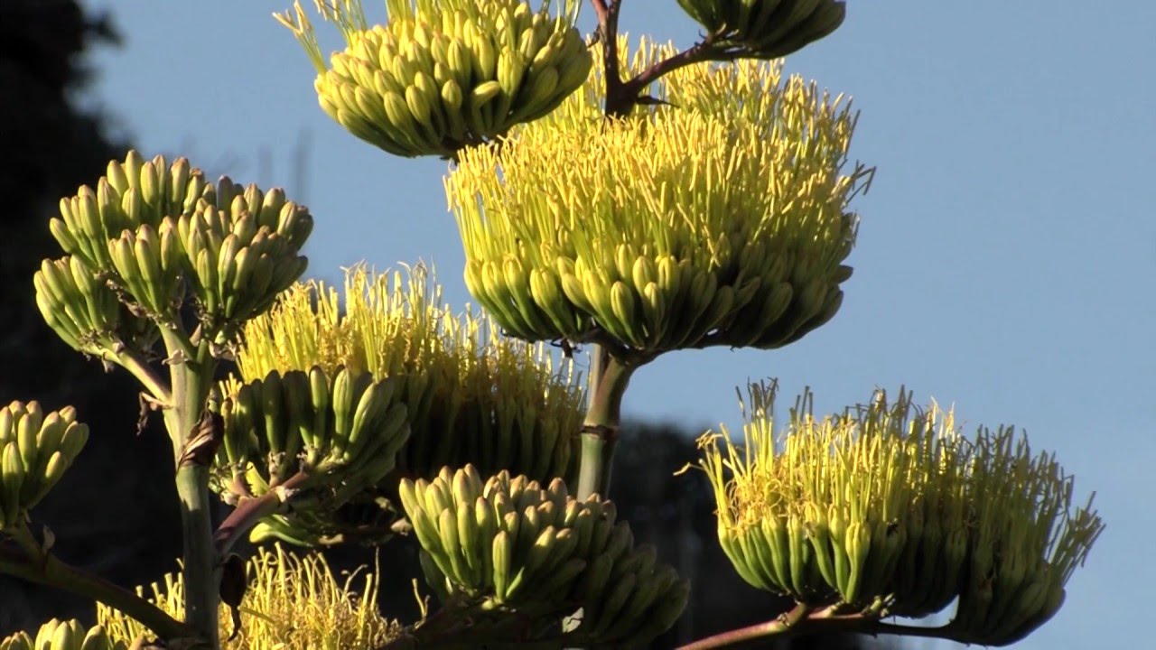 Cactus Bloom - Postcard From Texas