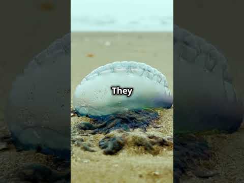 🌊 Is This Even an Animal? The Bizarre World of the Portuguese Man ‘o War! 🪼
