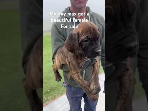 Beautiful brindle boerboel #dog #mastiff #puppies #shorts #shortvideo #short